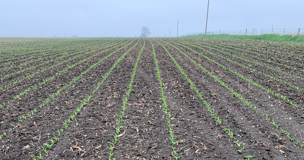 Considerations for replanting with early-season corn damage