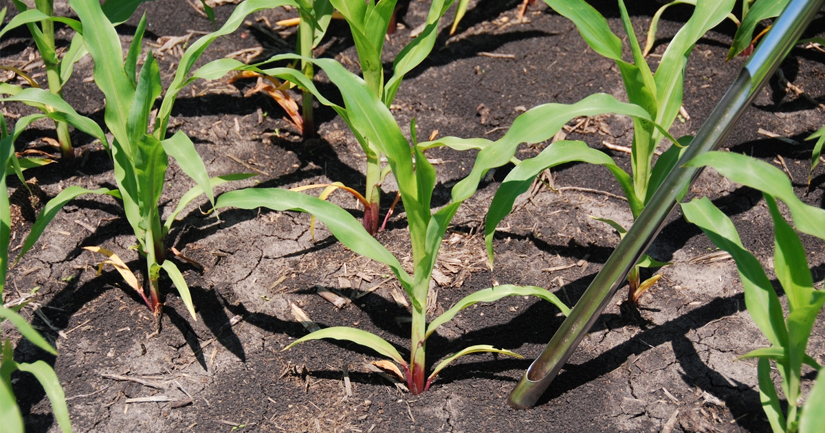 Sample for nematodes feeding on corn