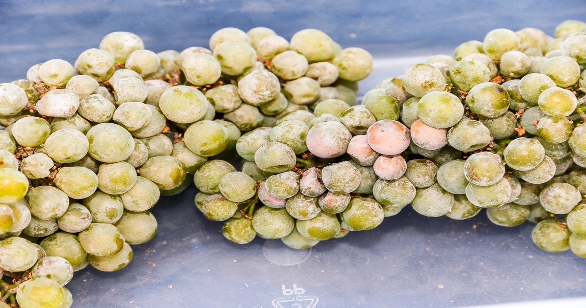 New fungicide approved for botrytis, powdery mildew in grapes