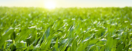 New Herbicide-Tolerant Crop Systems Are On The Horizon