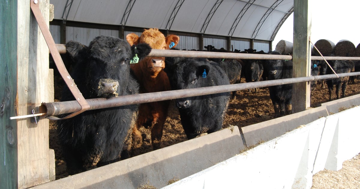 Confused about feeding CTC to your cattle?