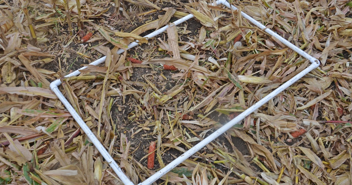 How to measure harvest losses in corn