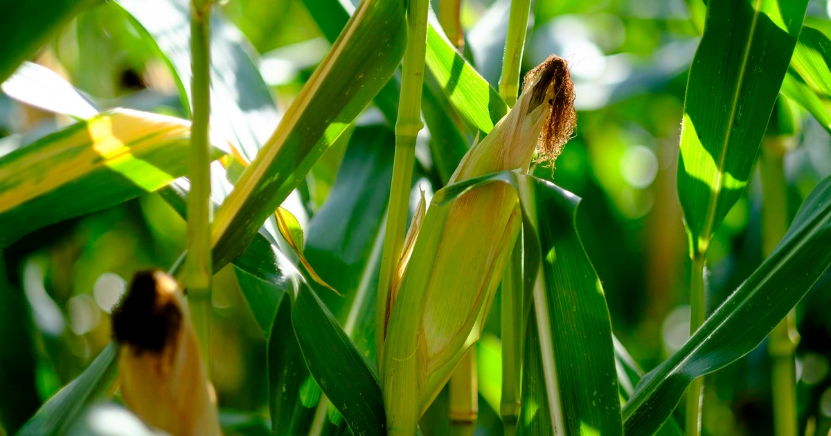 Crop progress: Corn, soybean quality trends slightly lower