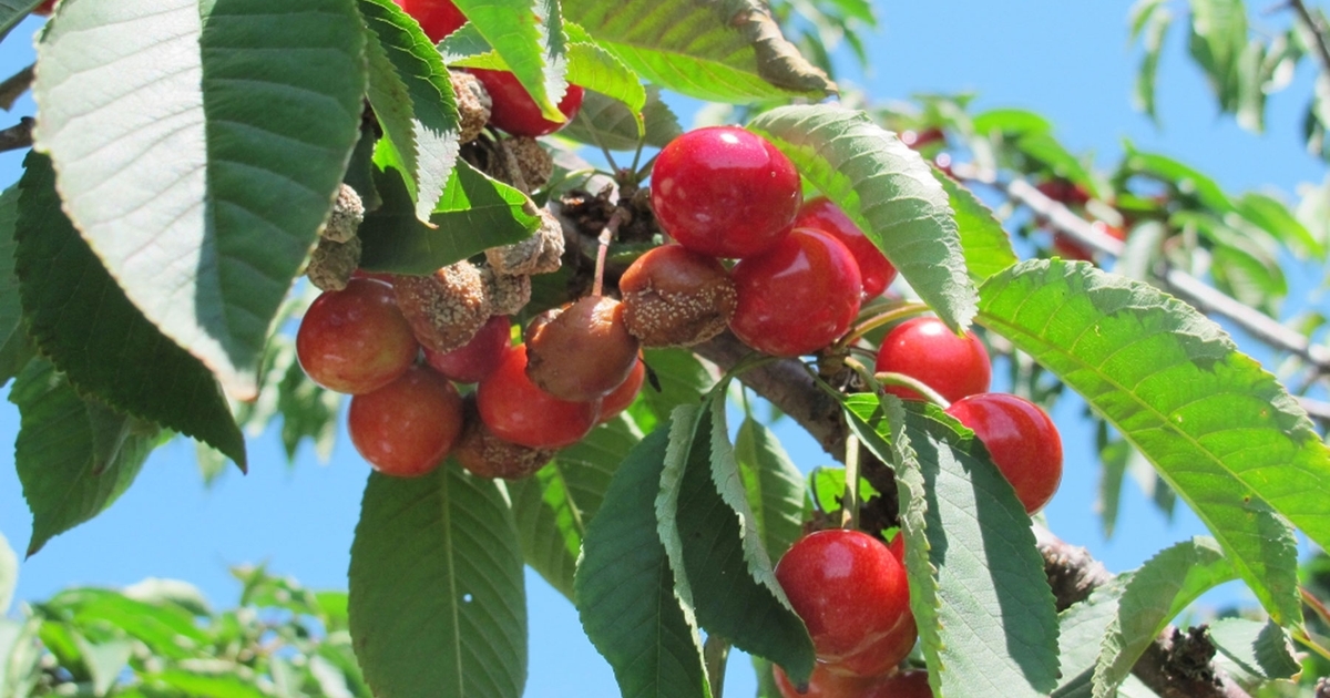 Sweet cherry crop takes beating in northwest Michigan