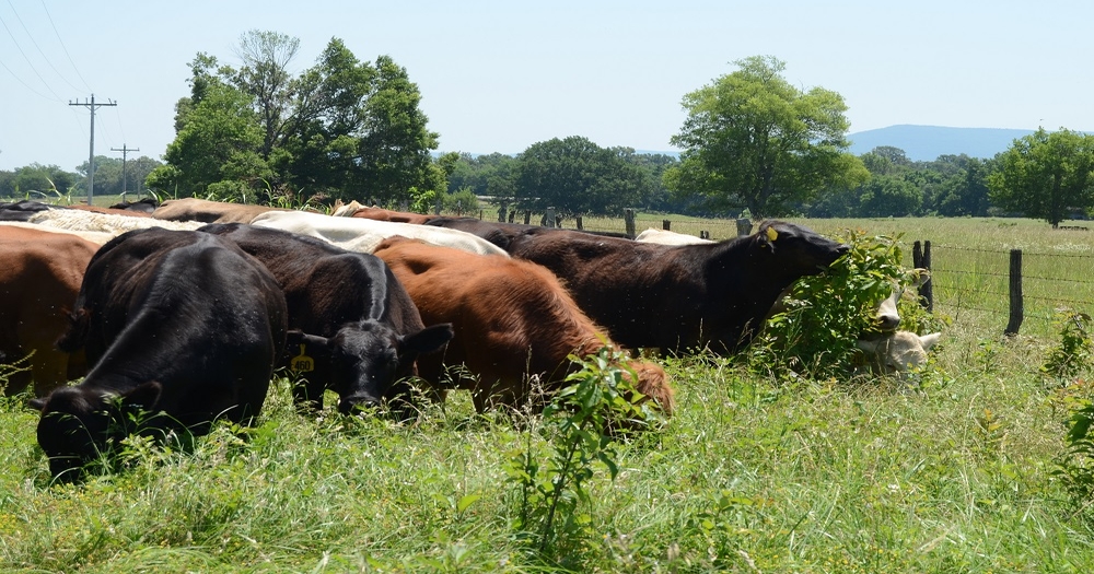 Destruction is an important part of life