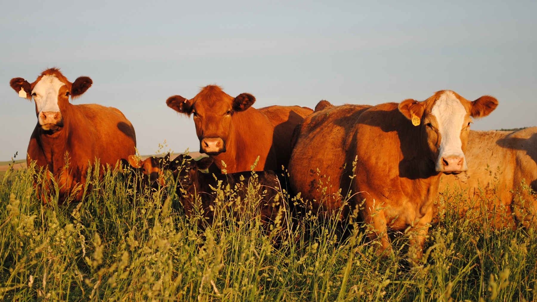 Nebraska Farmer