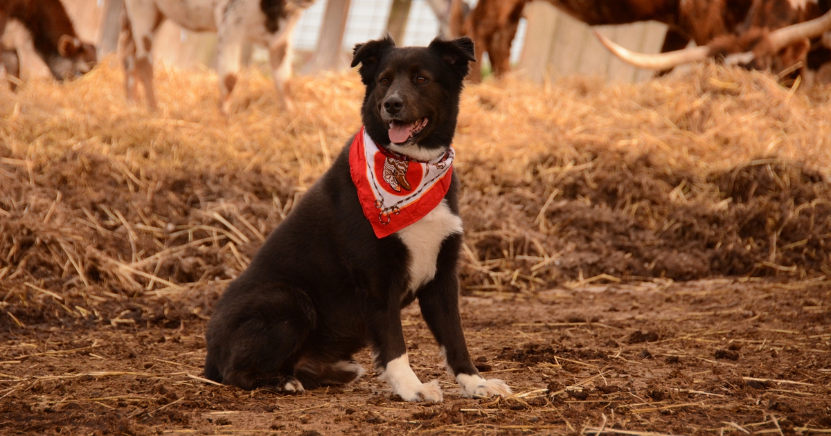 Nominate your furry friend for the Favorite Farm Dog Contest