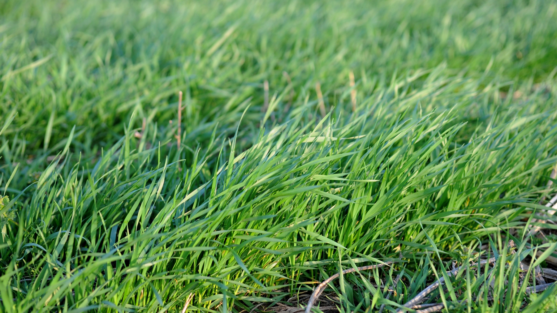 Consider wheat’s versatility in cropping systems