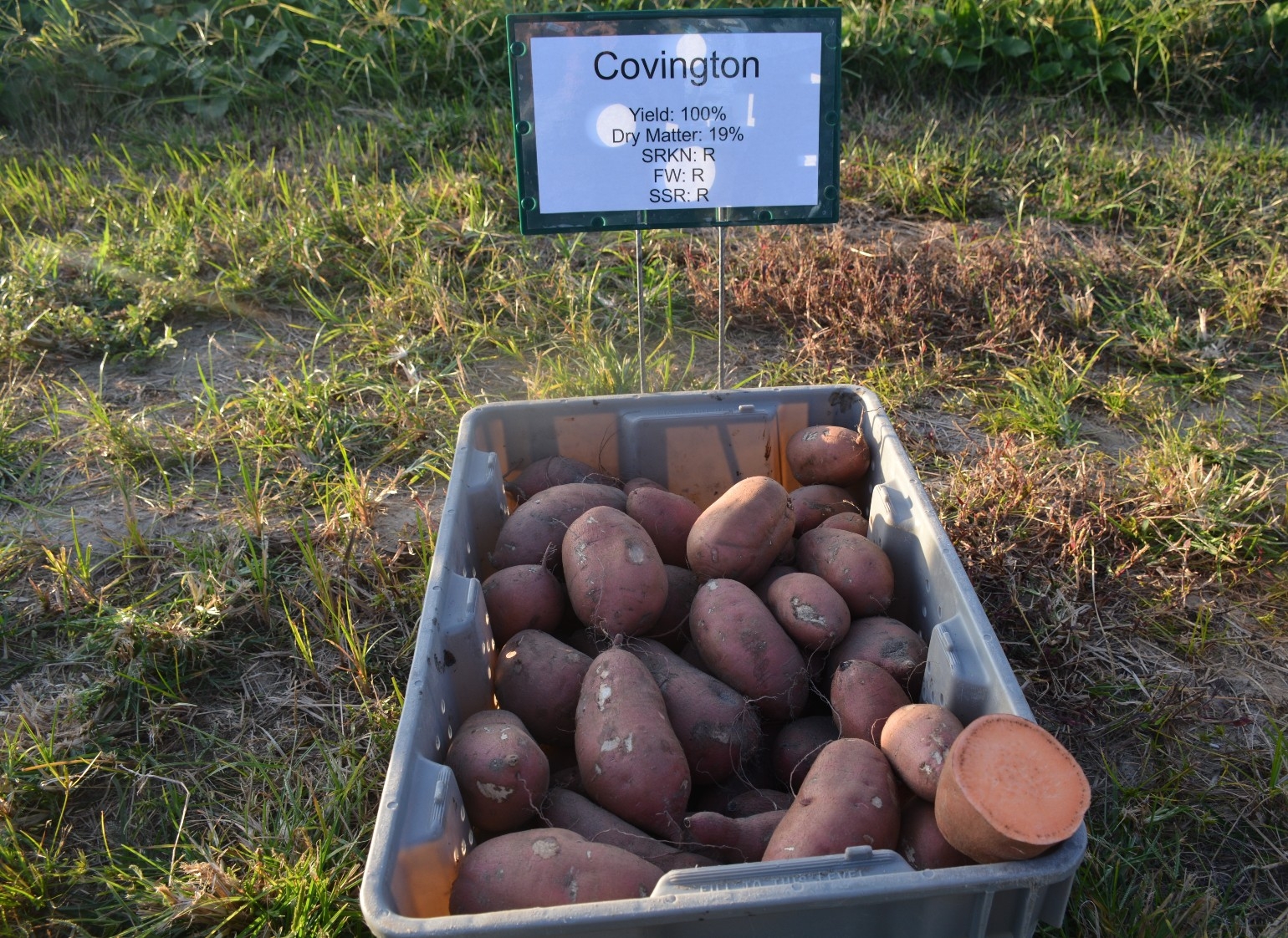 Bringing new sweetpotato varieties to farmers and markets