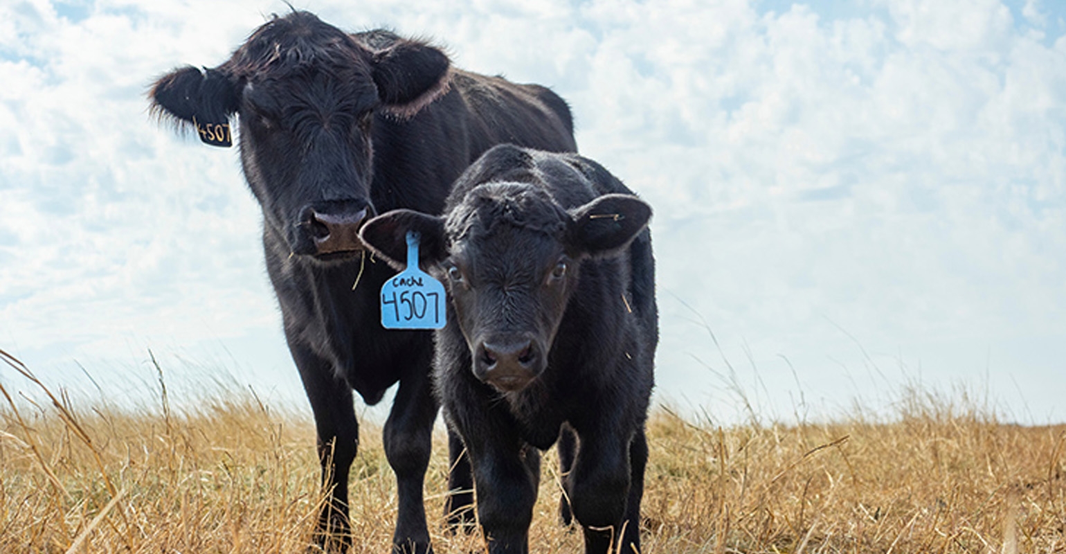 Risk management tool: Recognizing parturition stages