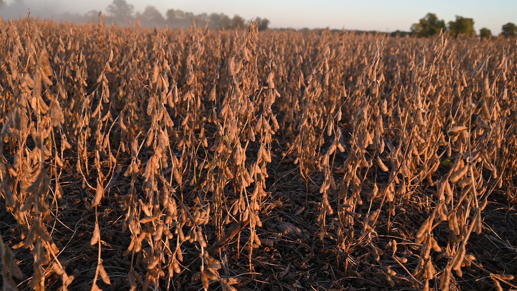 BW Fusion relaunches as crop nutrition company