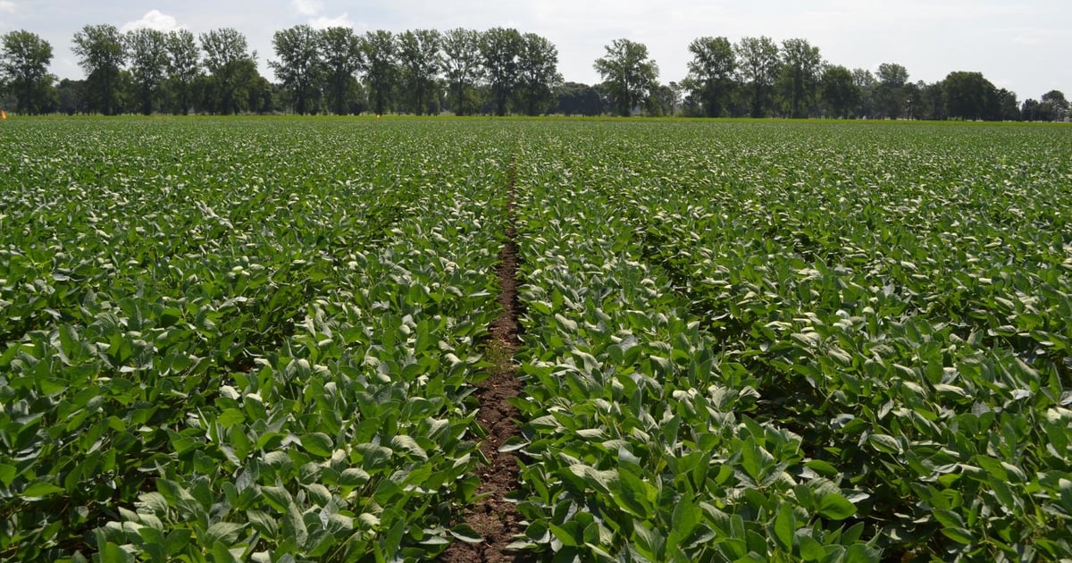 Don’t Let Your Guard Down as the Soybean Season Progresses