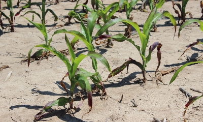 What is Fallow Syndrome in corn?