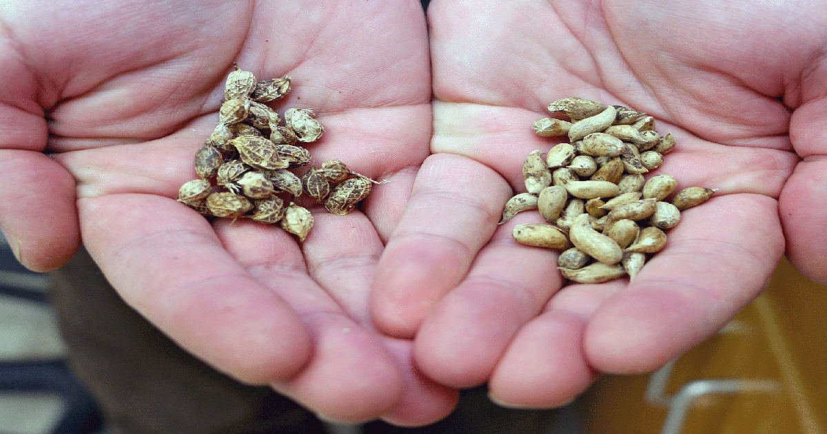 Wild Bolivian peanut is ‘living relic’ of prehistoric origins