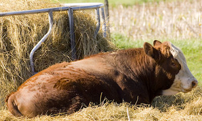 7 tips to avoid cattle theft