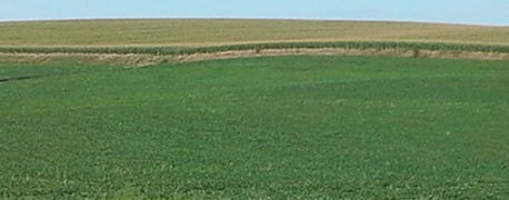 Six Causes and Cures For Yellow Soybeans