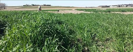 UNL shares results from second year of cover crop project