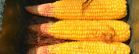 Corn Test Weight May Be Affected in Dry Areas