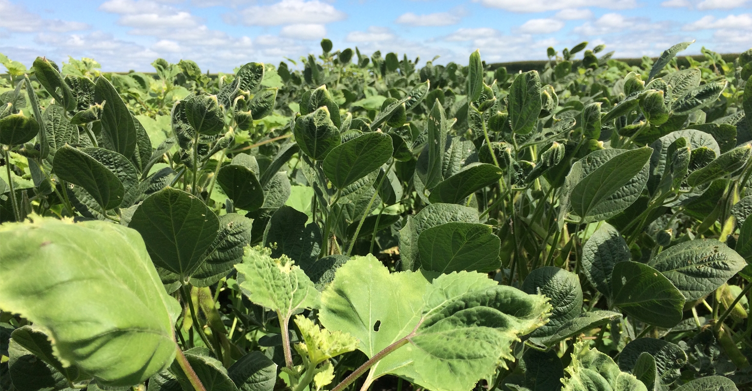 Read your pesticide labels: Dicamba edition