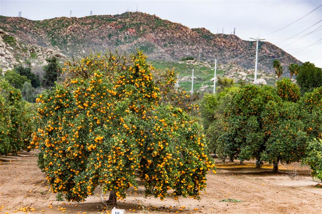 USDA research facility forced to destroy citrus materials at lab