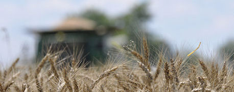 Indiana Winter Wheat and the Hessian Fly
