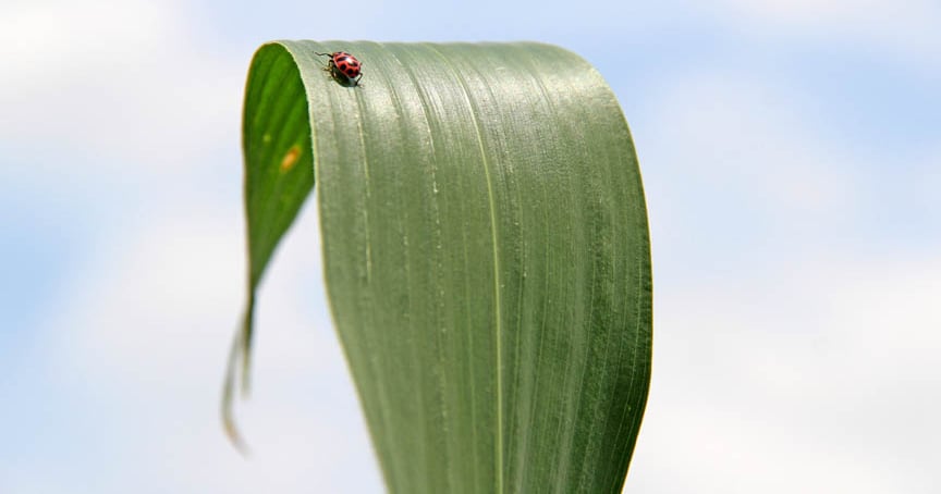 Agriculture's burden of technological intolerance | Farm Progress