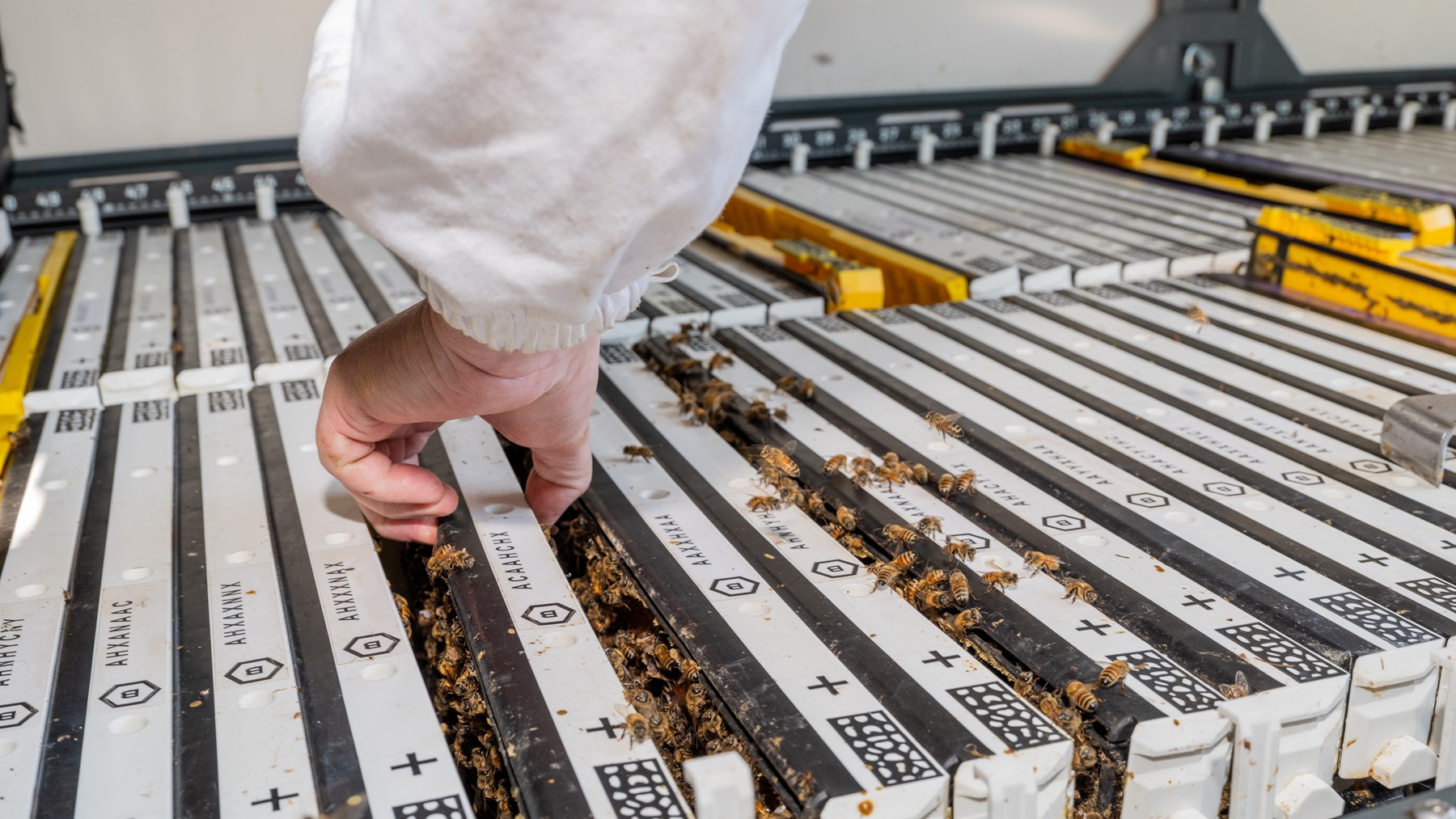 How robotic hives and AI are lowering the risk of bee colony collapse
