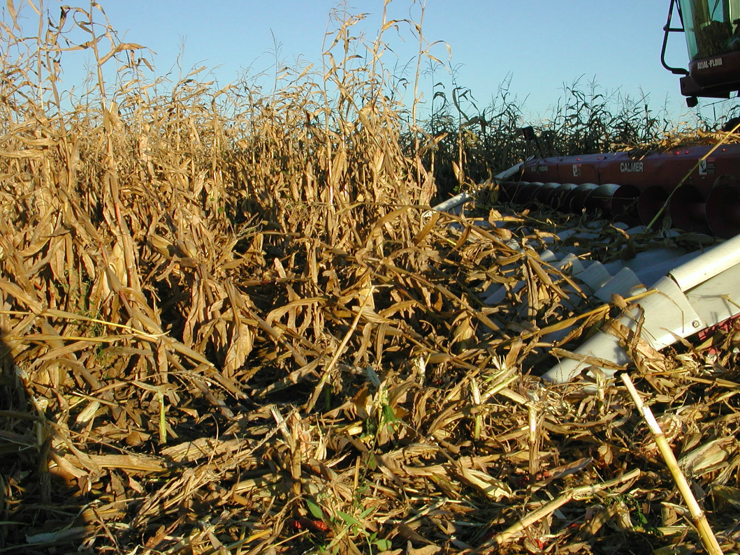 Have downed corn? Check out these combine adjustments to combat