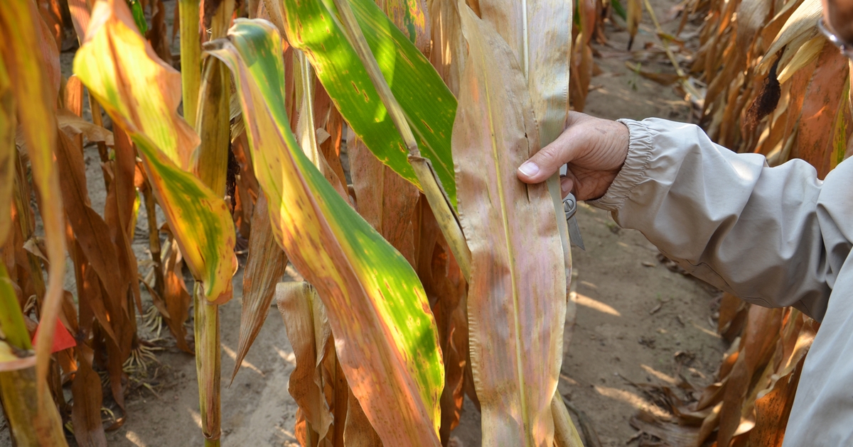 See how you fare on this crop production quiz