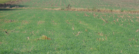 Time to Plan for Cover Crop Burn Down