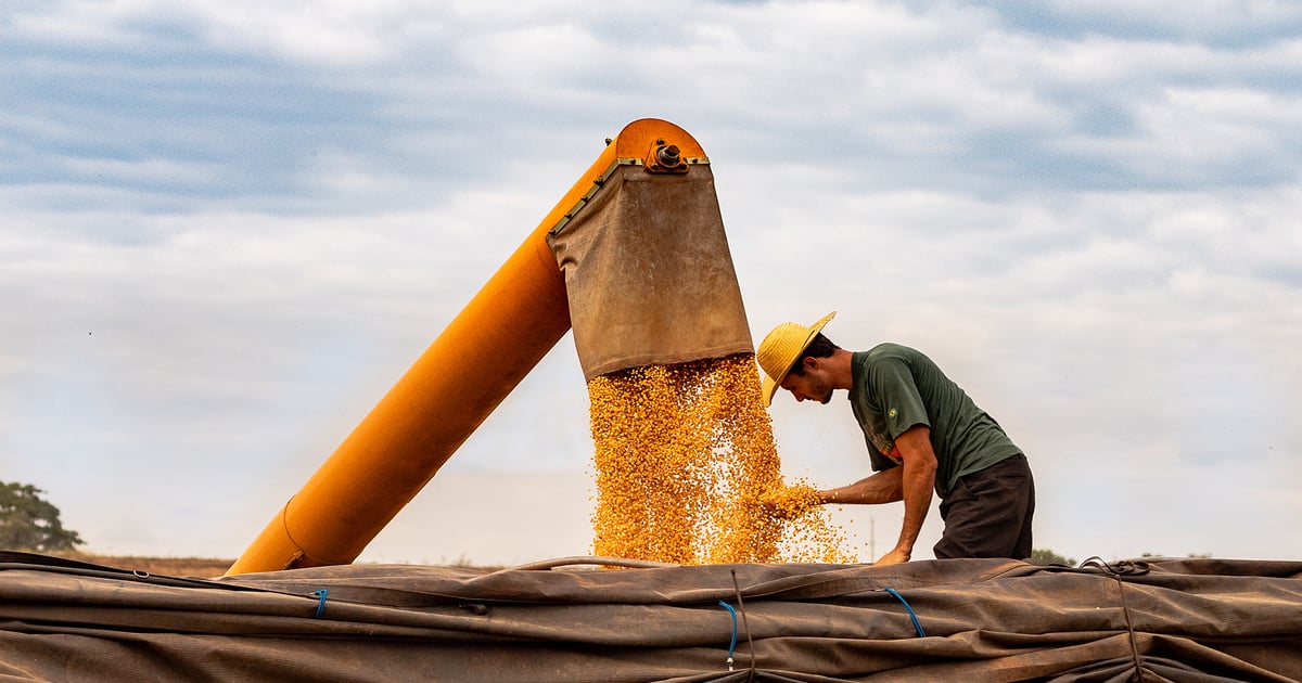 Corn prices face pressure as Brazil weather threatens supply