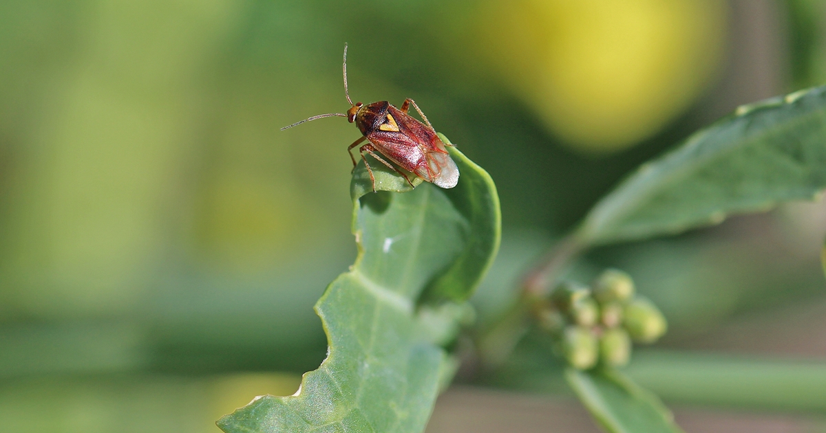 Alfalfa plant bugs: How to identify which are pests