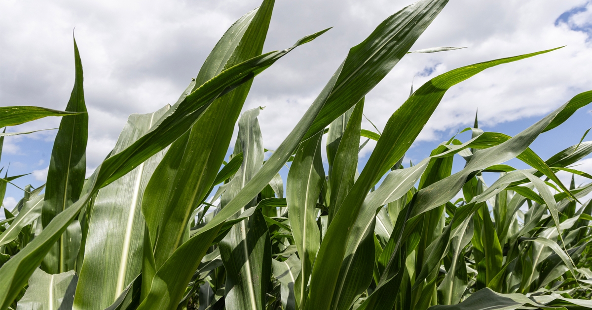 Sustainable aviation fuel could create massive new market for corn ...