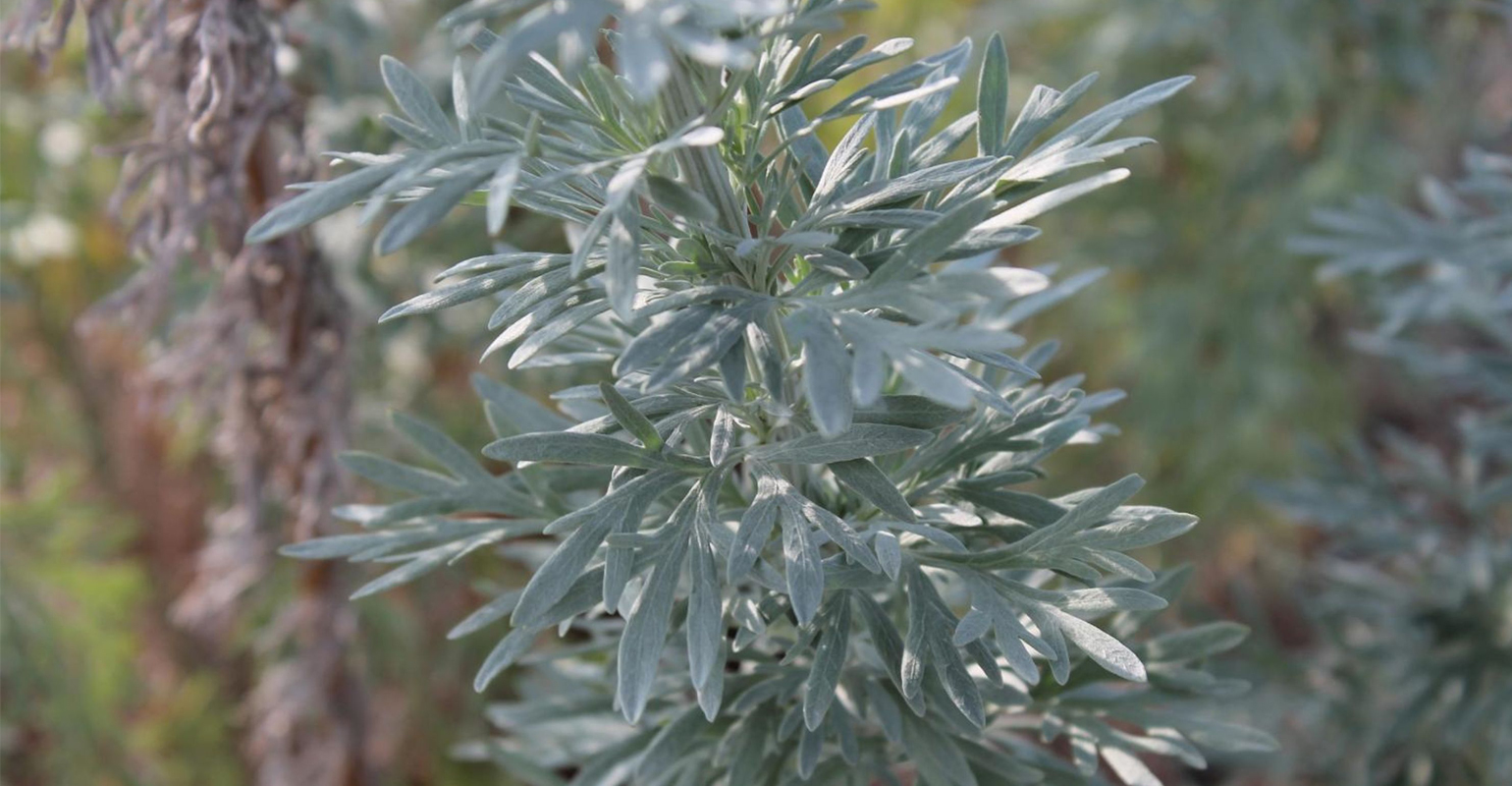 Invasive absinth wormwood found in Sandhills