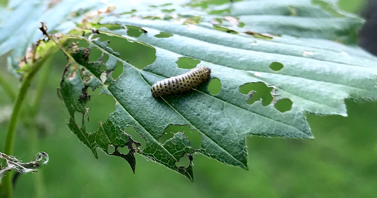 Invasive viburnum leaf beetle spreads into Minnesota