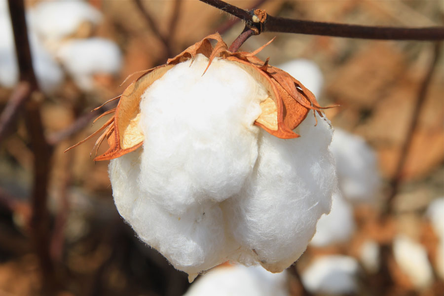 2nd Annual Cotton Photo Contest winners announced | Farm Progress