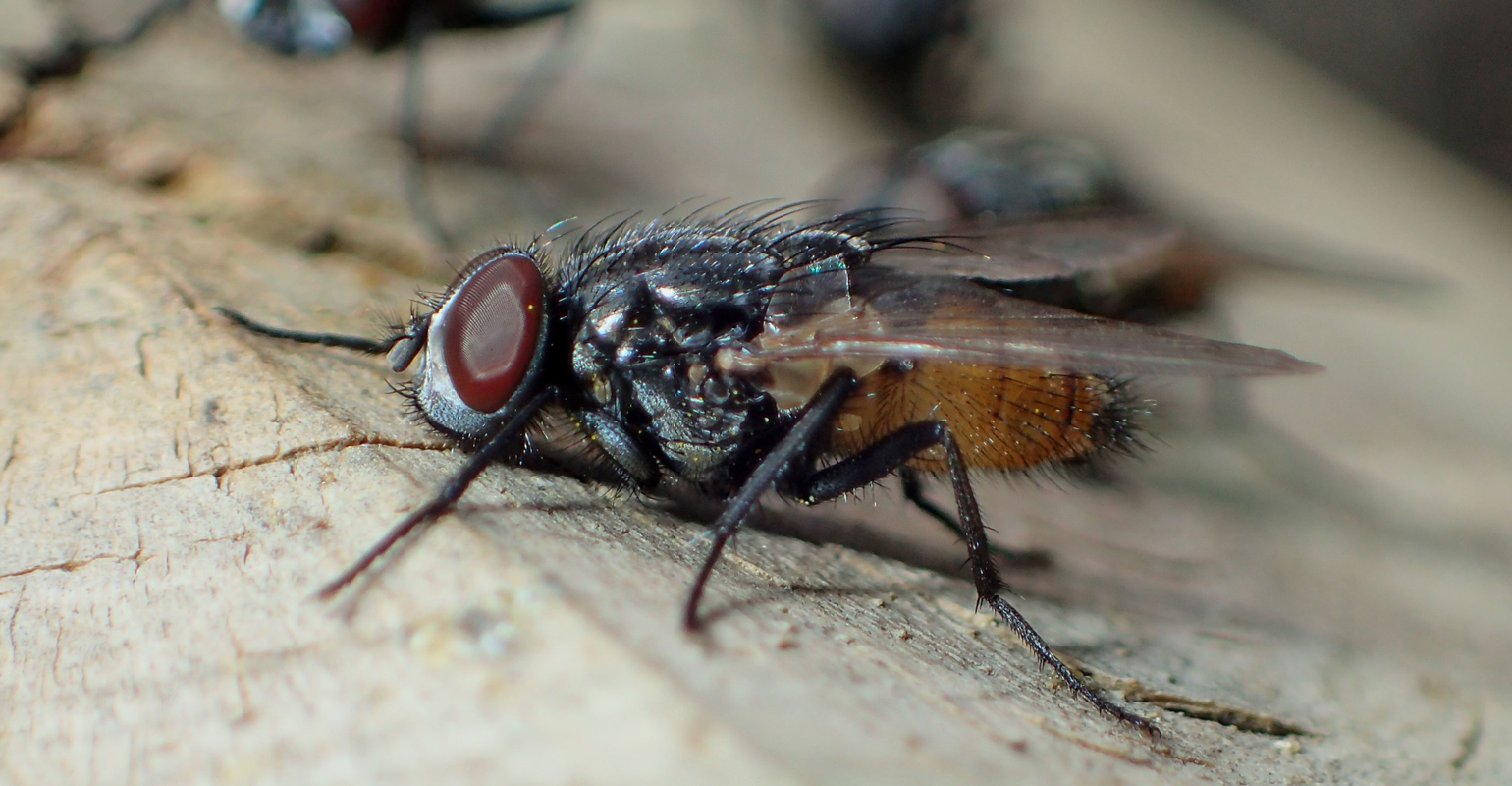 Does your cow worry about flies? Yes