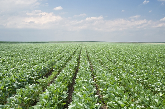 Engenia herbicide from BASF now registered by EPA