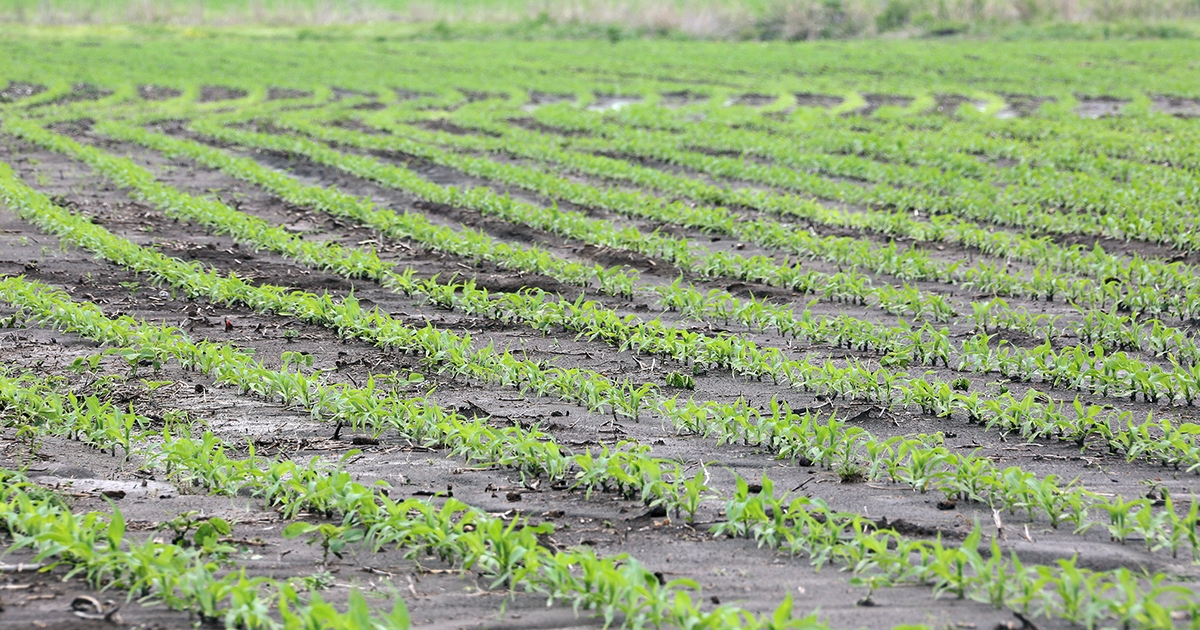Farmers push through heavy rains to plant crops