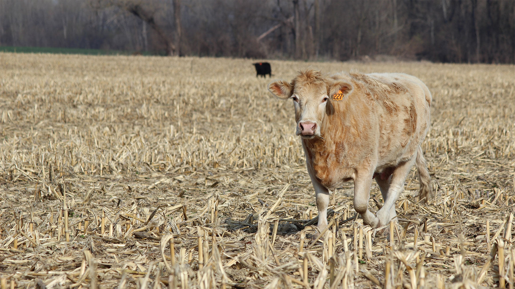 GDM acquires AgReliant Genetics