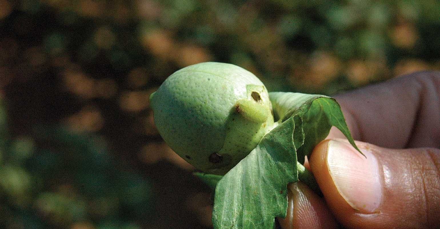 Corn earworm, cotton bollworm complex