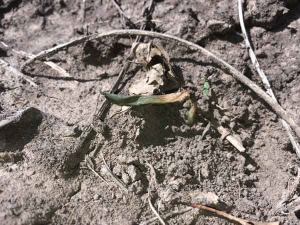 corn seed germination temperature