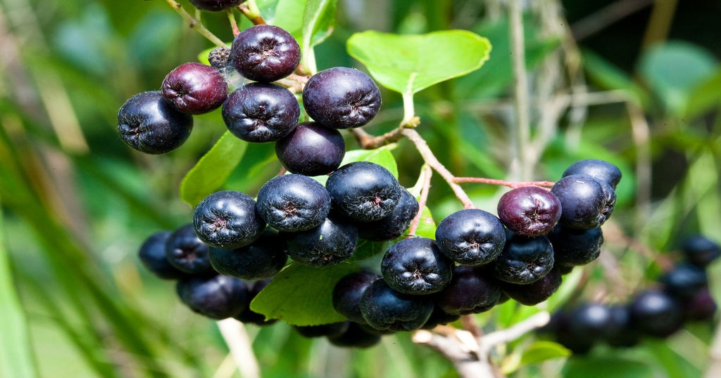 Aronia: A High Value Crop For Iowa?
