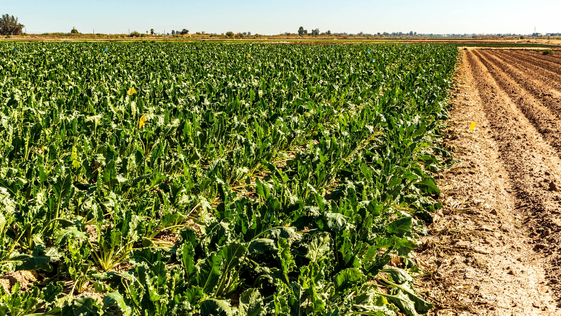 California: Beet leafhoppers threaten sugar beets | Global Plant ...