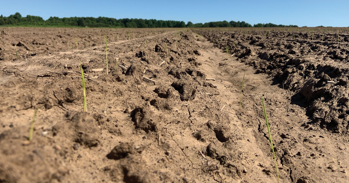 Arkansas rice farmers dedicated, despite rainy planting season