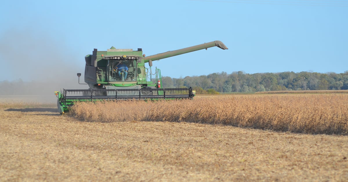 Unexpected rains, drought shatter promising soybean season
