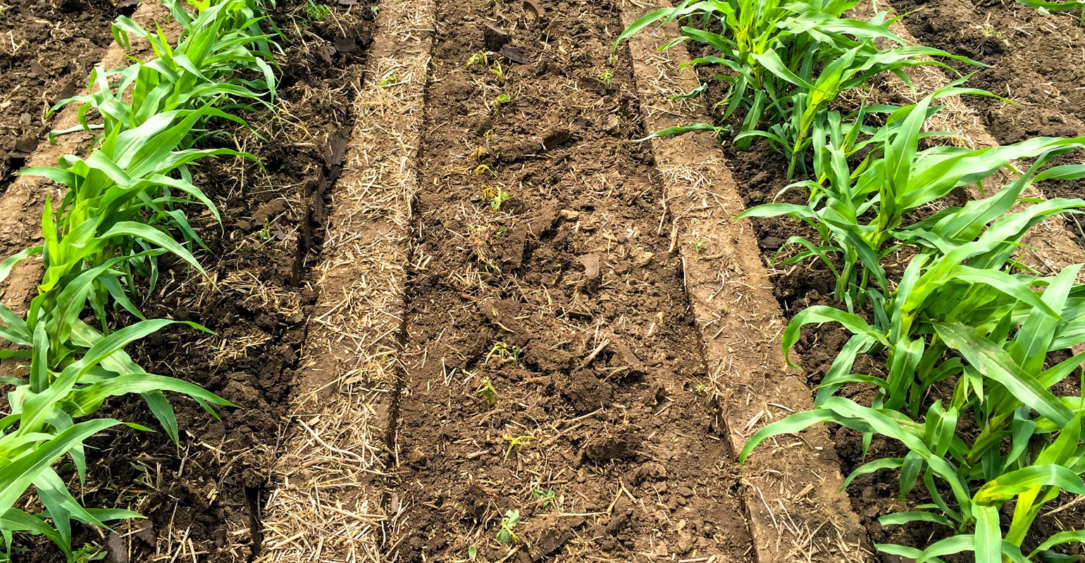 Interseeding cover crops in extra-wide corn rows