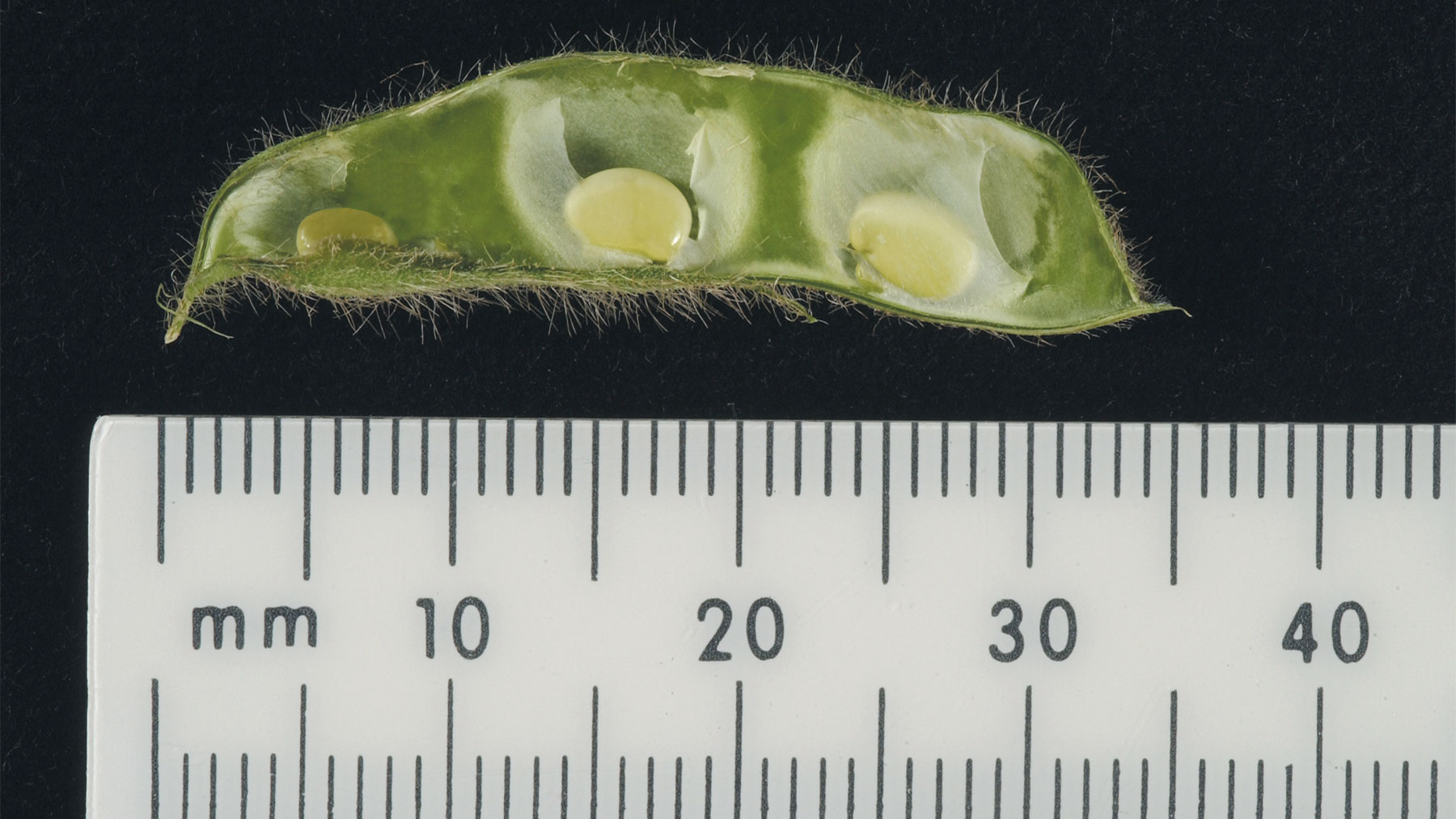Learn soybean secrets from critical reproductive stages