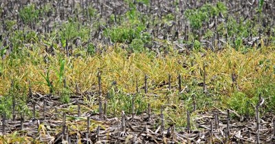 5-steps to 2016 weed control