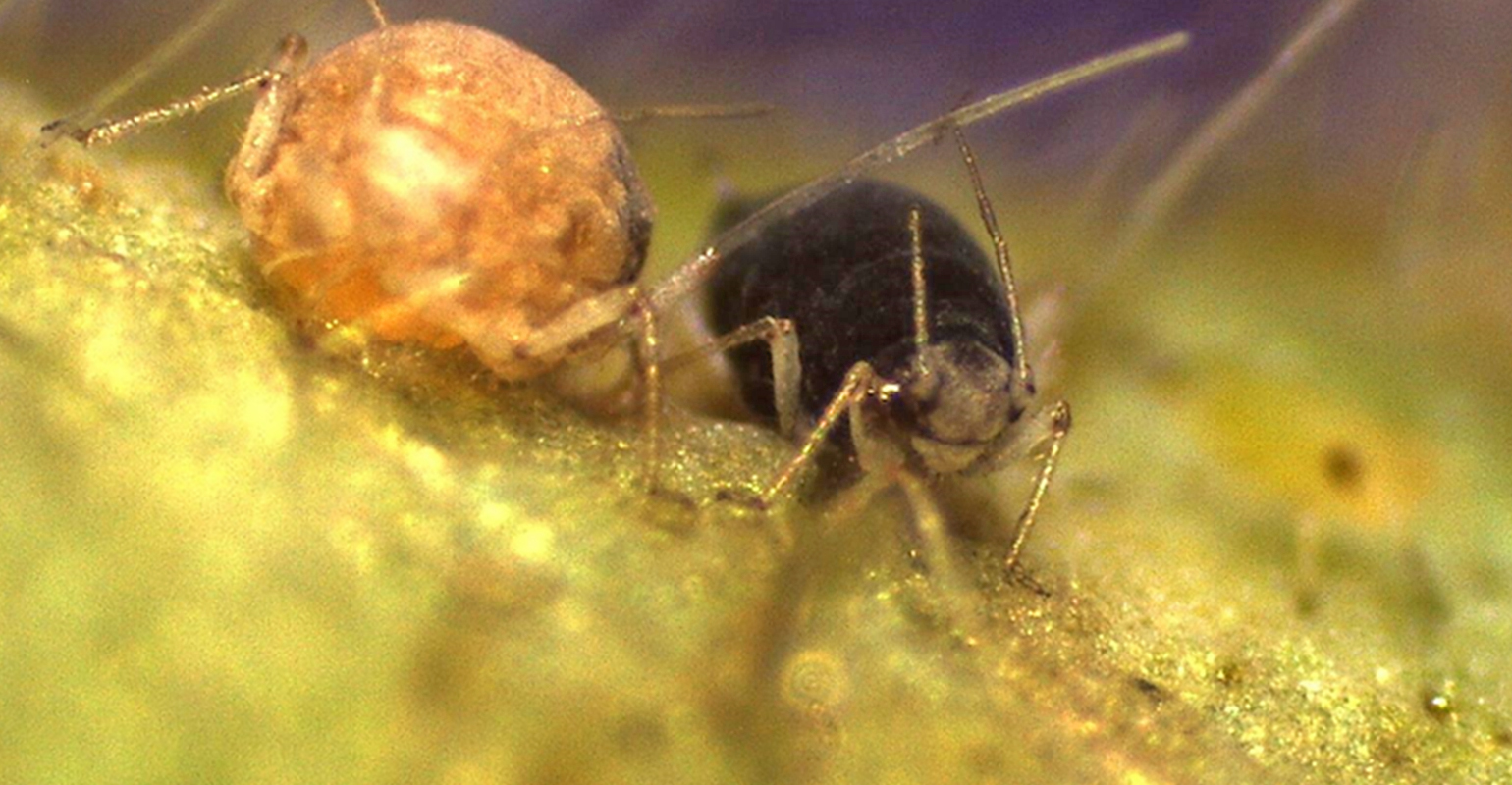 What’s eating aphids?